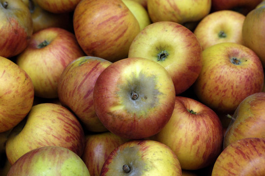 รูปภาพPomme – เลือกดูภาพถ่ายสต็อก เวกเตอร์ และวิดีโอ28,037 | Adobe Stock