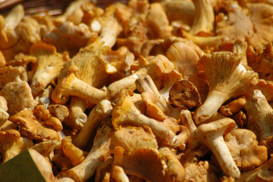 「Finferli」の写真素材 | 261件の無料イラスト画像 | Adobe Stock