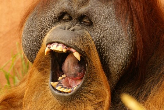 Sivapithecus Bilder – Durchsuchen 131 Archivfotos, Vektorgrafiken und ...