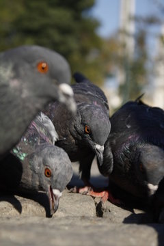 รูปภาพDuif – เลือกดูภาพถ่ายสต็อก เวกเตอร์ และวิดีโอ163 | Adobe Stock