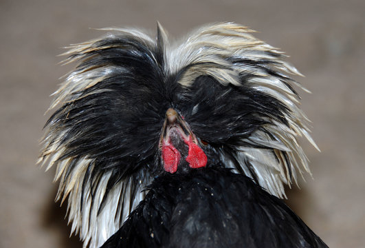 รูปภาพToupet – เลือกดูภาพถ่ายสต็อก เวกเตอร์ และวิดีโอ278 | Adobe Stock