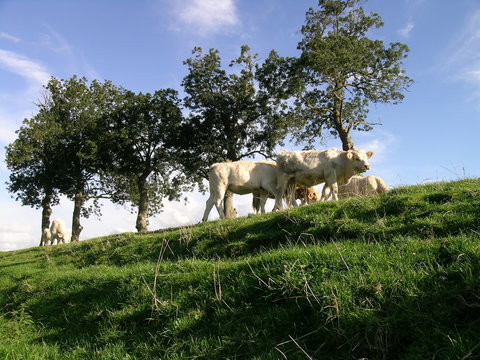 Meuh Images – Browse 28 Stock Photos, Vectors, and Video | Adobe Stock