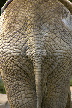 Elephant Bottom Images – Browse 3,867 Stock Photos, Vectors, and Video ...