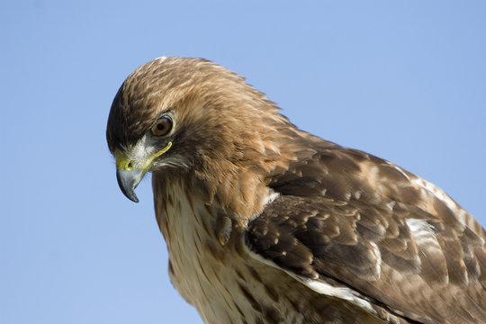 Red-Tailed-Hawk Images – Browse 41 Stock Photos, Vectors, and Video ...