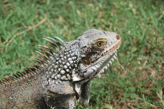 Legwan Images – Browse 95 Stock Photos, Vectors, and Video | Adobe Stock