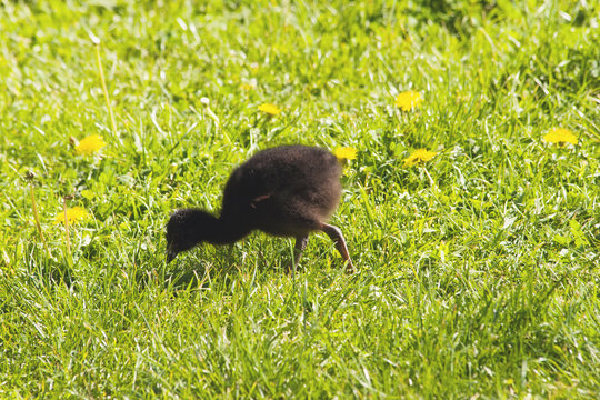 Pukeko Bilder – Durchsuchen 1,220 Archivfotos, Vektorgrafiken und ...