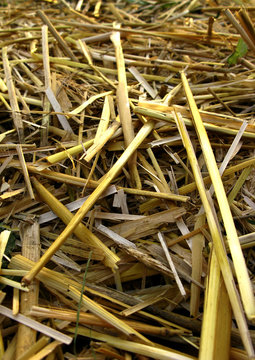 Scheunendrescher-Bilder: Stock-Fotos & -Videos. | Adobe Stock