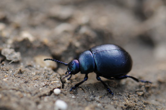 Bousier Images – Browse 91 Stock Photos, Vectors, and Video | Adobe Stock