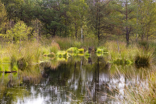 Pietzmoor Images – Browse 779 Stock Photos, Vectors, and Video | Adobe ...