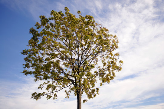 Eschenbaum Bilder – Durchsuchen 68,827 Archivfotos, Vektorgrafiken und ...