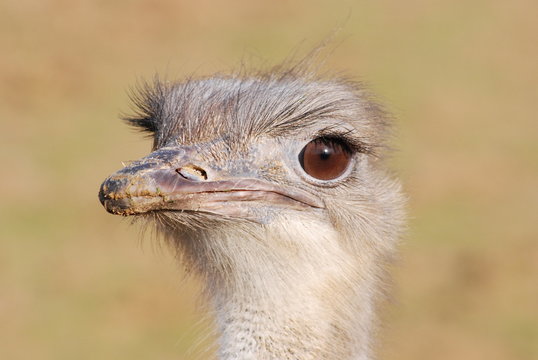 Ostridge Images – Browse 15,212 Stock Photos, Vectors, and Video ...