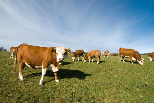 Imágenes de Milchgewinnung: descubre bancos de fotos, ilustraciones ...
