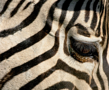 「Zeebra」の画像 - 75 件の Stock 写真、ベクターおよびビデオ | Adobe Stock