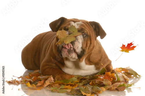 "english bulldog laying in colorful autumn leaves.." Stock photo and ...