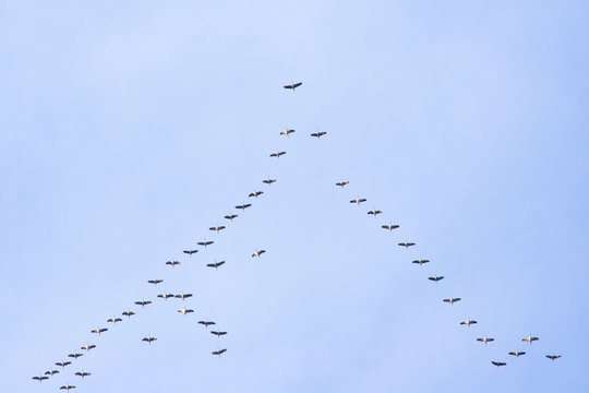 รูปภาพVogelschwarm – เลือกดูภาพถ่ายสต็อก เวกเตอร์ และวิดีโอ3,247 ...