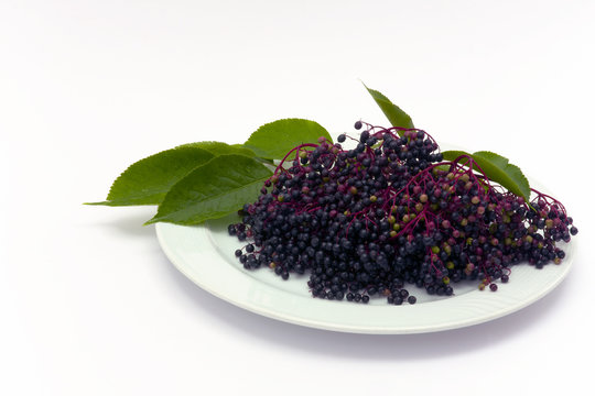 Holunderbeere Images – Browse 307 Stock Photos, Vectors, and Video ...