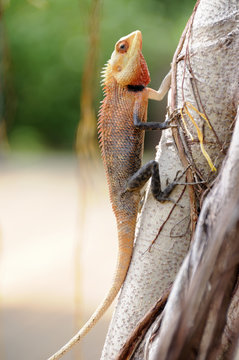 Agame Images – Browse 2,297 Stock Photos, Vectors, and Video | Adobe Stock