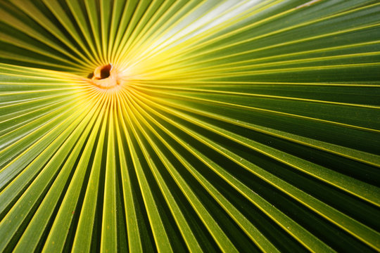 รูปภาพPlanze – เลือกดูภาพถ่ายสต็อก เวกเตอร์ และวิดีโอ1,579 | Adobe Stock