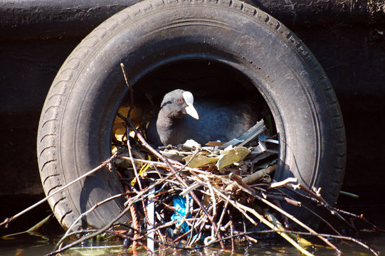 「Nid-De-Poule」の写真素材 | 63件の無料イラスト画像 | Adobe Stock