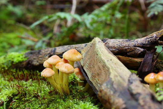 รูปภาพCarpophore – เลือกดูภาพถ่ายสต็อก เวกเตอร์ และวิดีโอ387 | Adobe Stock