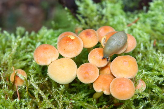 รูปภาพCarpophore – เลือกดูภาพถ่ายสต็อก เวกเตอร์ และวิดีโอ441 | Adobe Stock