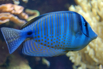 Photos, illustrations et vidéos de "poisson bleu"
