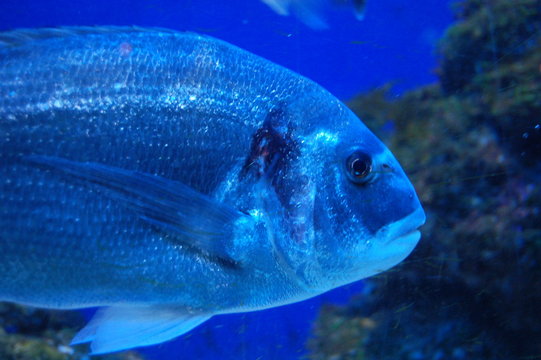 "Dorade Box"-Bilder: Stock-Fotos & -Videos. | Adobe Stock