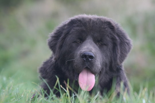 รูปภาพLoucher – เลือกดูภาพถ่ายสต็อก เวกเตอร์ และวิดีโอ120 | Adobe Stock