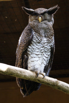 รูปภาพHibou – เลือกดูภาพถ่ายสต็อก เวกเตอร์ และวิดีโอ5,388 | Adobe Stock