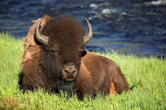 "Amerikanischer Bison" Images – Browse 200 Stock Photos, Vectors, and ...