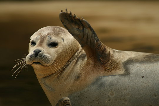 Heuler-Bilder: Stock-Fotos & -Videos. | Adobe Stock