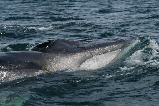 Finwal Images – Browse 11 Stock Photos, Vectors, and Video | Adobe Stock