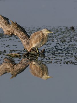 Imagens de Minutus – Explore Fotografias do Stock, Vetores e Vídeos de ...