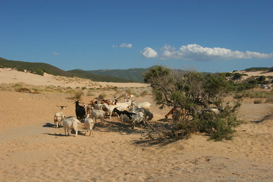 「Capretti」の写真素材 | 48件の無料イラスト画像 | Adobe Stock