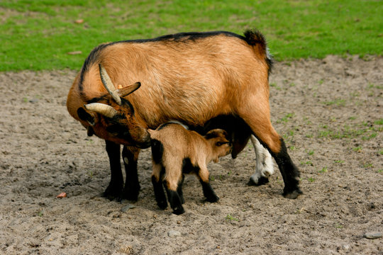 Tetee Images – Browse 14 Stock Photos, Vectors, and Video | Adobe Stock