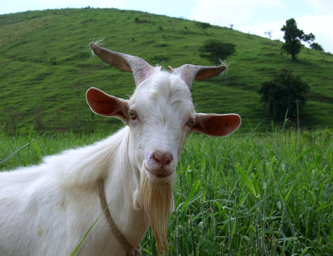 รูปภาพShe-Goat – เลือกดูภาพถ่ายสต็อก เวกเตอร์ และวิดีโอ484,162 | Adobe ...