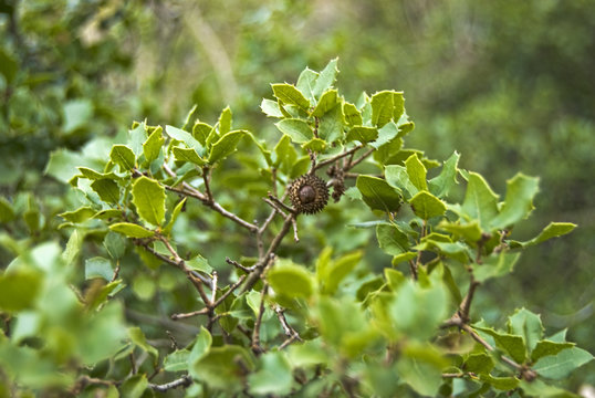 รูปภาพMatorro – เลือกดูภาพถ่ายสต็อก เวกเตอร์ และวิดีโอ6 | Adobe Stock