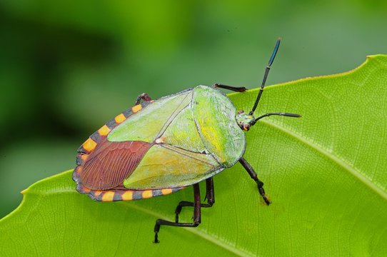 "Shield Bug" Imagens – Procure 7,878 fotos, vetores e vídeos | Adobe Stock