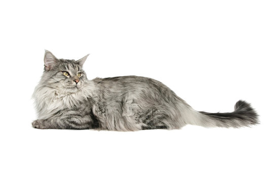 รูปภาพTabby – เลือกดูภาพถ่ายสต็อก เวกเตอร์ และวิดีโอ531,014 | Adobe Stock
