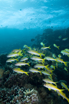 รูปภาพGoatfish – เลือกดูภาพถ่ายสต็อก เวกเตอร์ และวิดีโอ5,126 | Adobe Stock