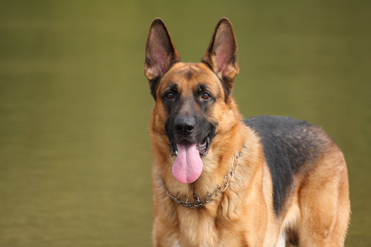 "German Dog" Immagini - Sfoglia 1,244 foto, vettoriali e video Stock ...