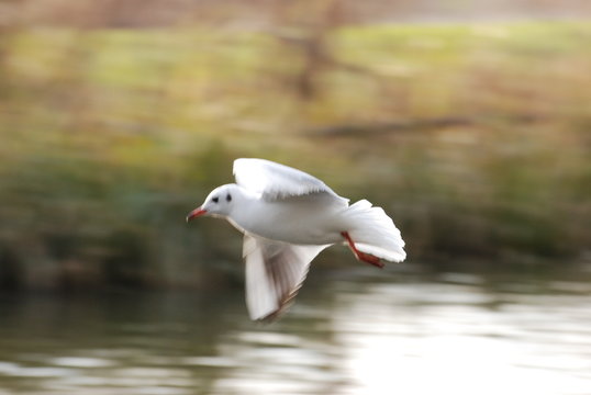 Ghghgh Images – Browse 5 Stock Photos, Vectors, and Video | Adobe Stock