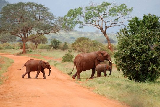 Pachiderma Images – Parcourir 820 le catalogue de photos, vecteurs et ...