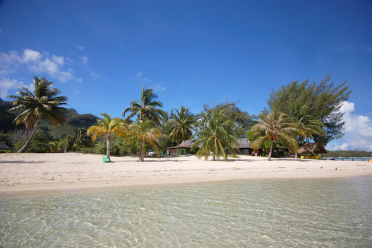 「Motu」の画像 - 1,585 件の Stock 写真、ベクターおよびビデオ | Adobe Stock