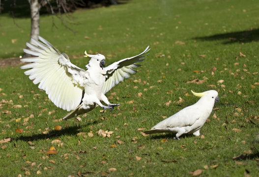 Cacadu Images – Browse 67 Stock Photos, Vectors, and Video | Adobe Stock