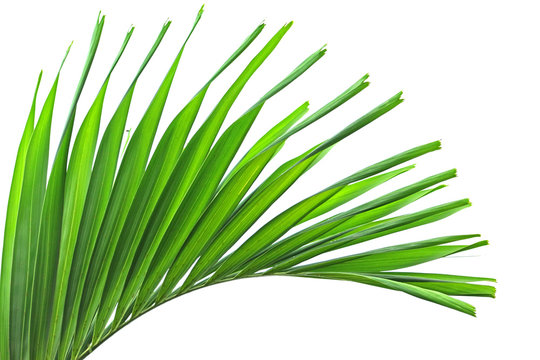 Palmier-Multipliant Images – Browse 4 Stock Photos, Vectors, and Video ...