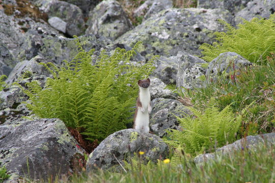 รูปภาพWiesel – เลือกดูภาพถ่ายสต็อก เวกเตอร์ และวิดีโอ1,343 | Adobe Stock