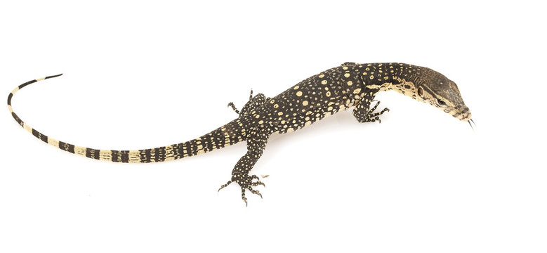 Baby Water Monitor Lizard
