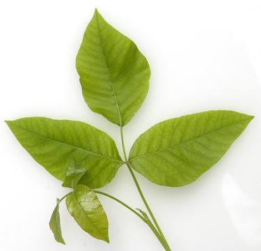 รูปภาพGiftefeu – เลือกดูภาพถ่ายสต็อก เวกเตอร์ และวิดีโอ14 | Adobe Stock