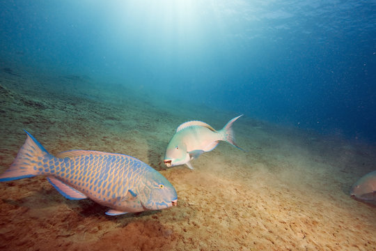 รูปภาพPollyfish – เลือกดูภาพถ่ายสต็อก เวกเตอร์ และวิดีโอ6,968 | Adobe Stock